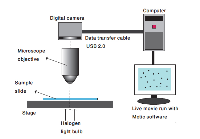 Tracking Brownian motion through video microscopy | PhysLab